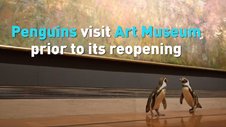 Penguins visit art museum prior to its reopening - CGTN