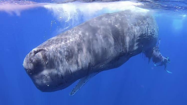 Watch what happens to this sperm whale caught in a fishing net - CGTN