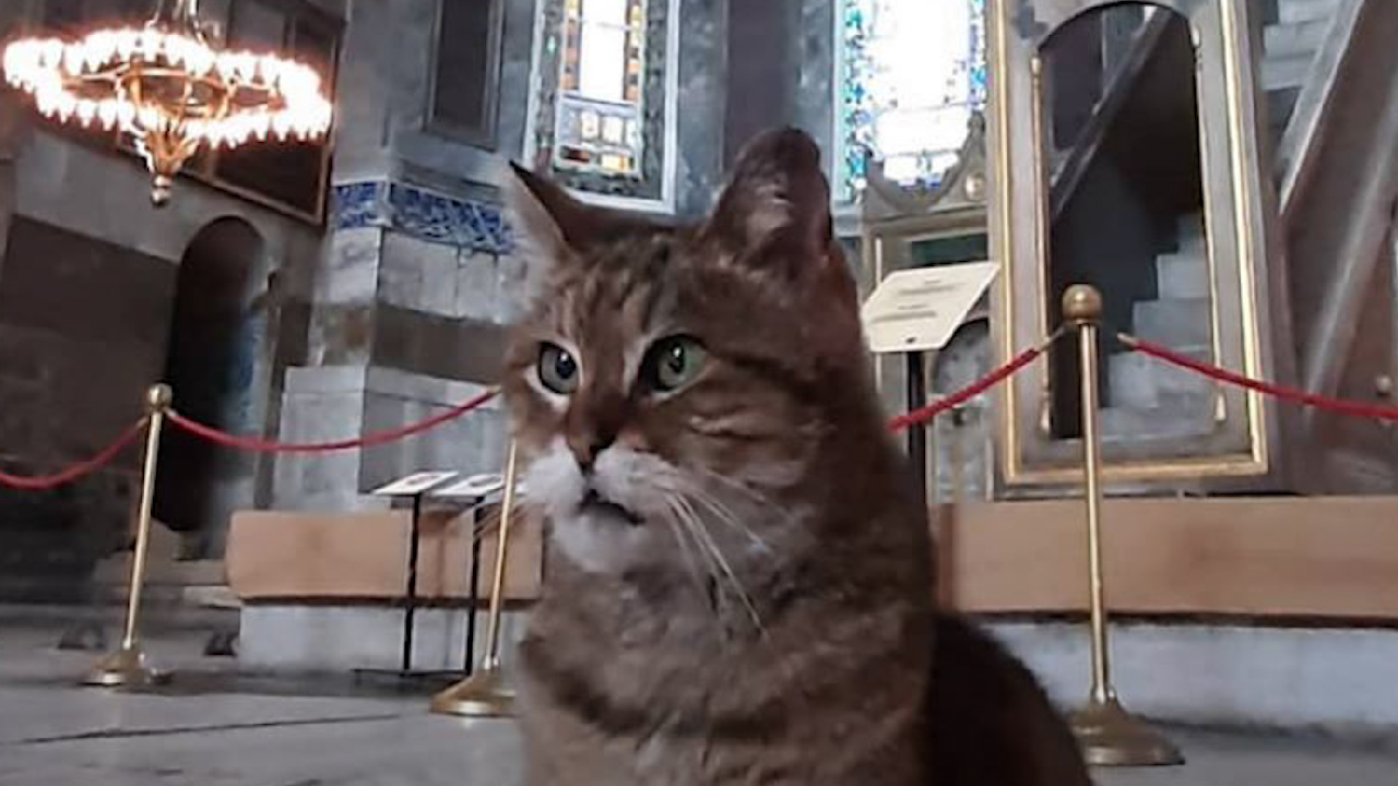 Meet the most famous cat in Turkey - CGTN