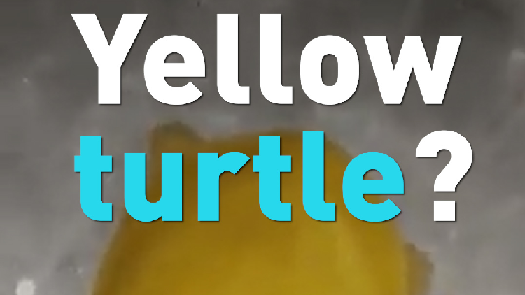 Rare yellow turtle - CGTN