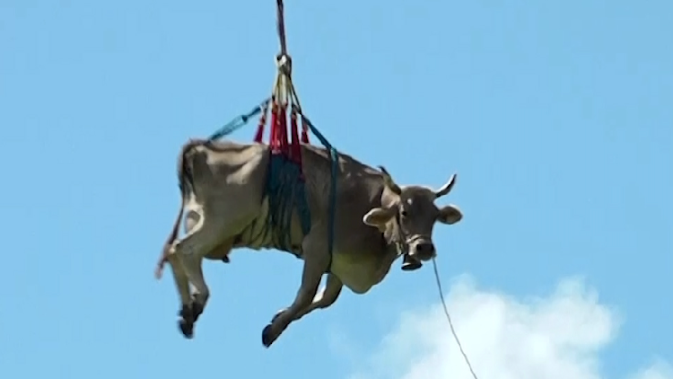 Injured cow airlifted by helicopter in Switzerland - CGTN