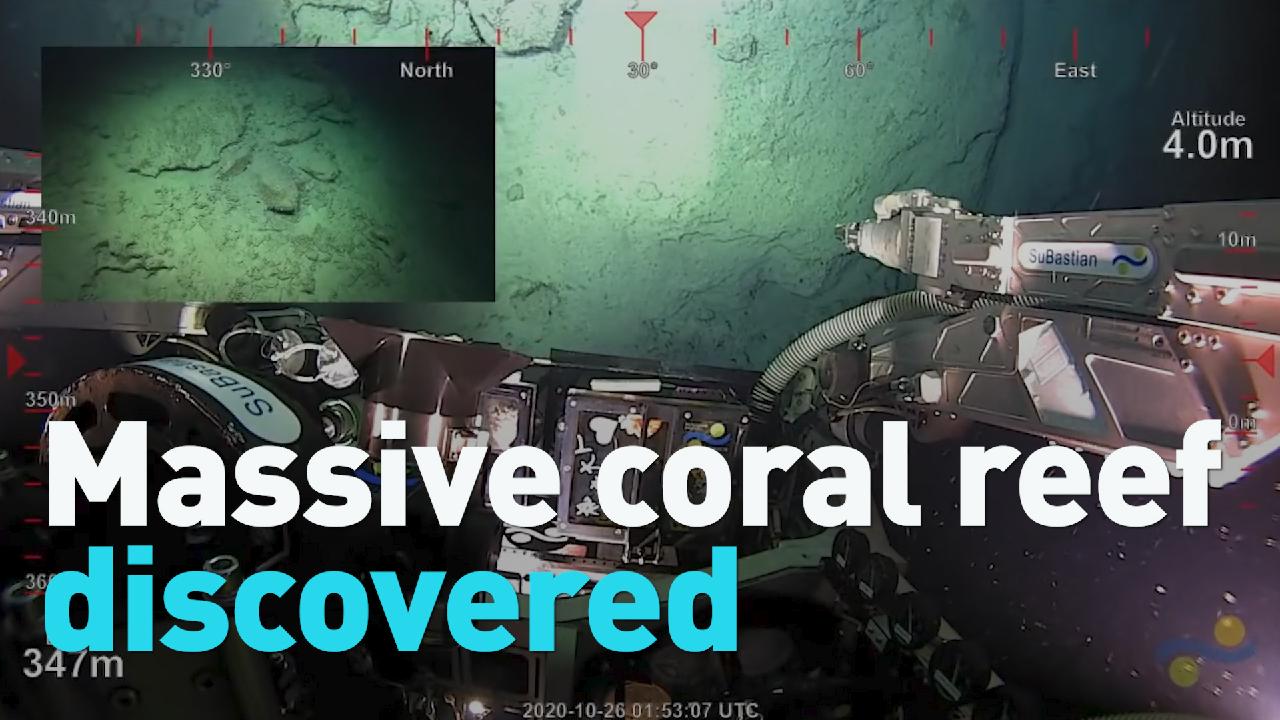 Massive new coral reef discovered - CGTN