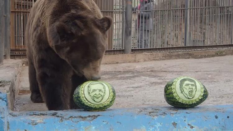 Siberian bear predicts Biden will win the election - CGTN