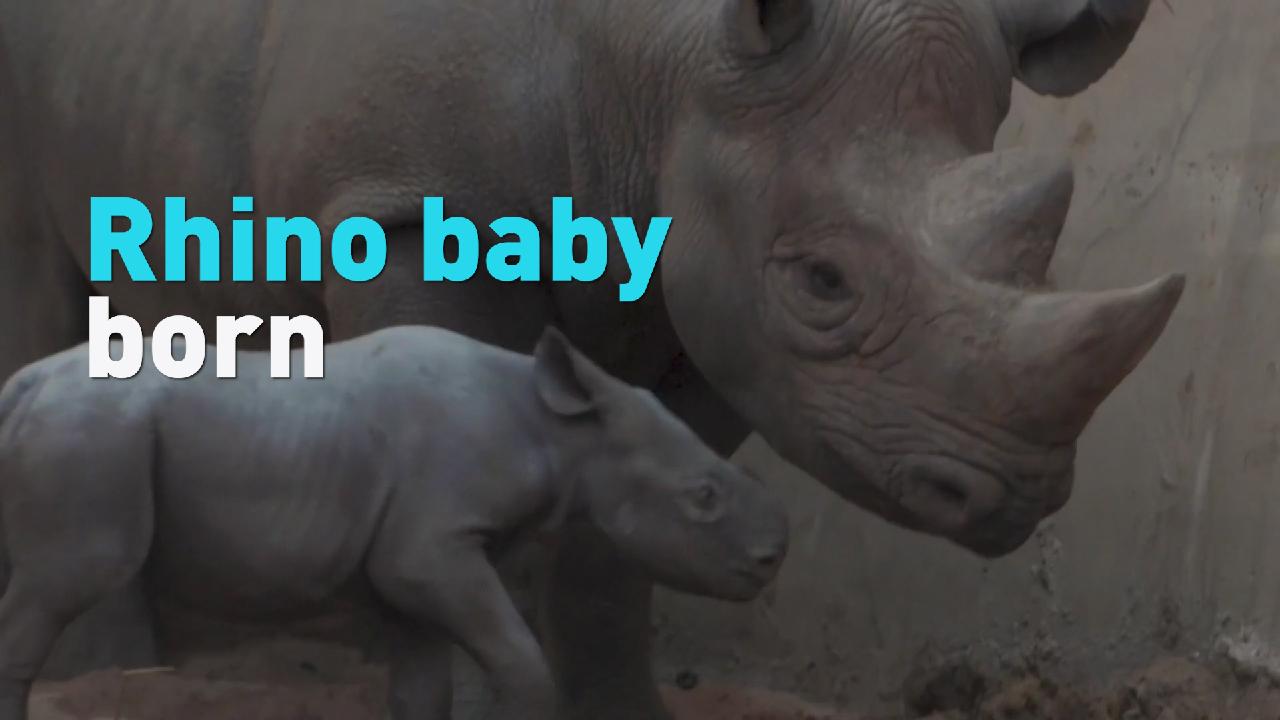 See the new baby eastern black rhino born - CGTN