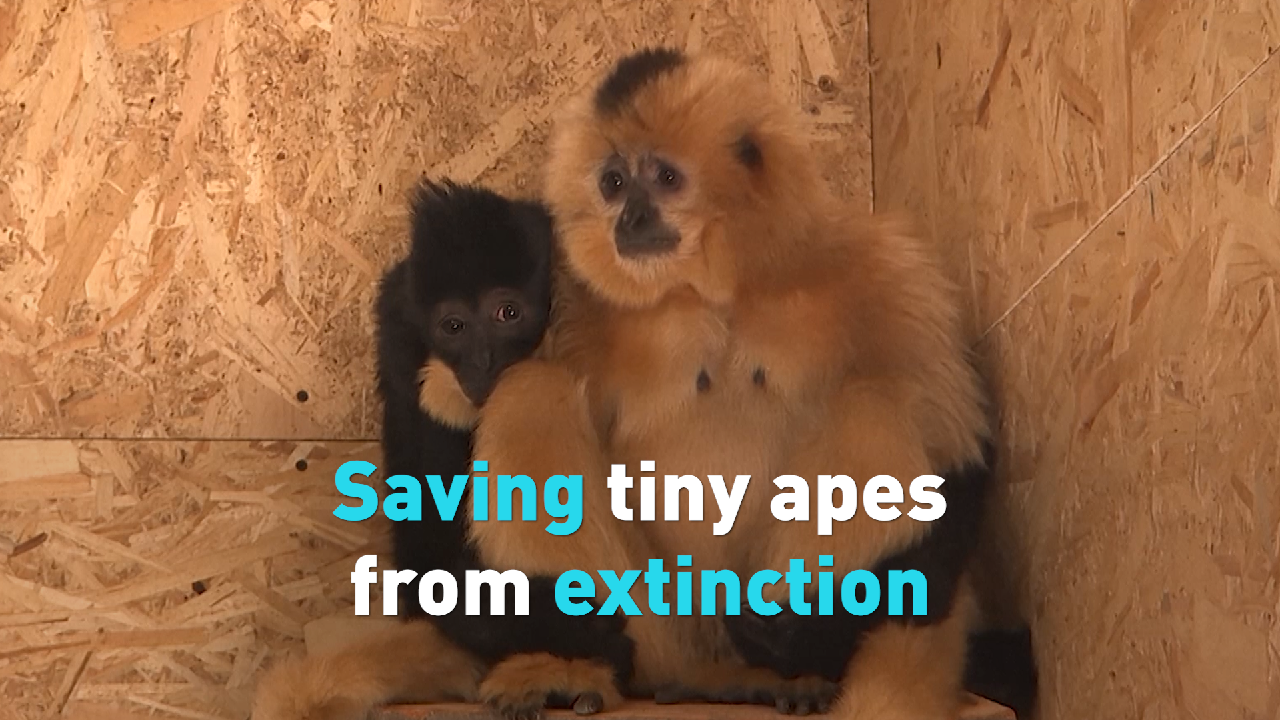 Saving tiny apes from extinction - CGTN