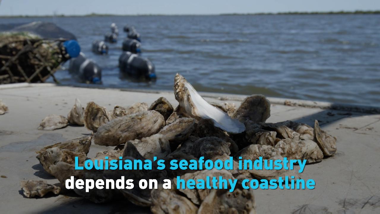 Louisiana’s seafood industry depends on a healthy coastline - CGTN