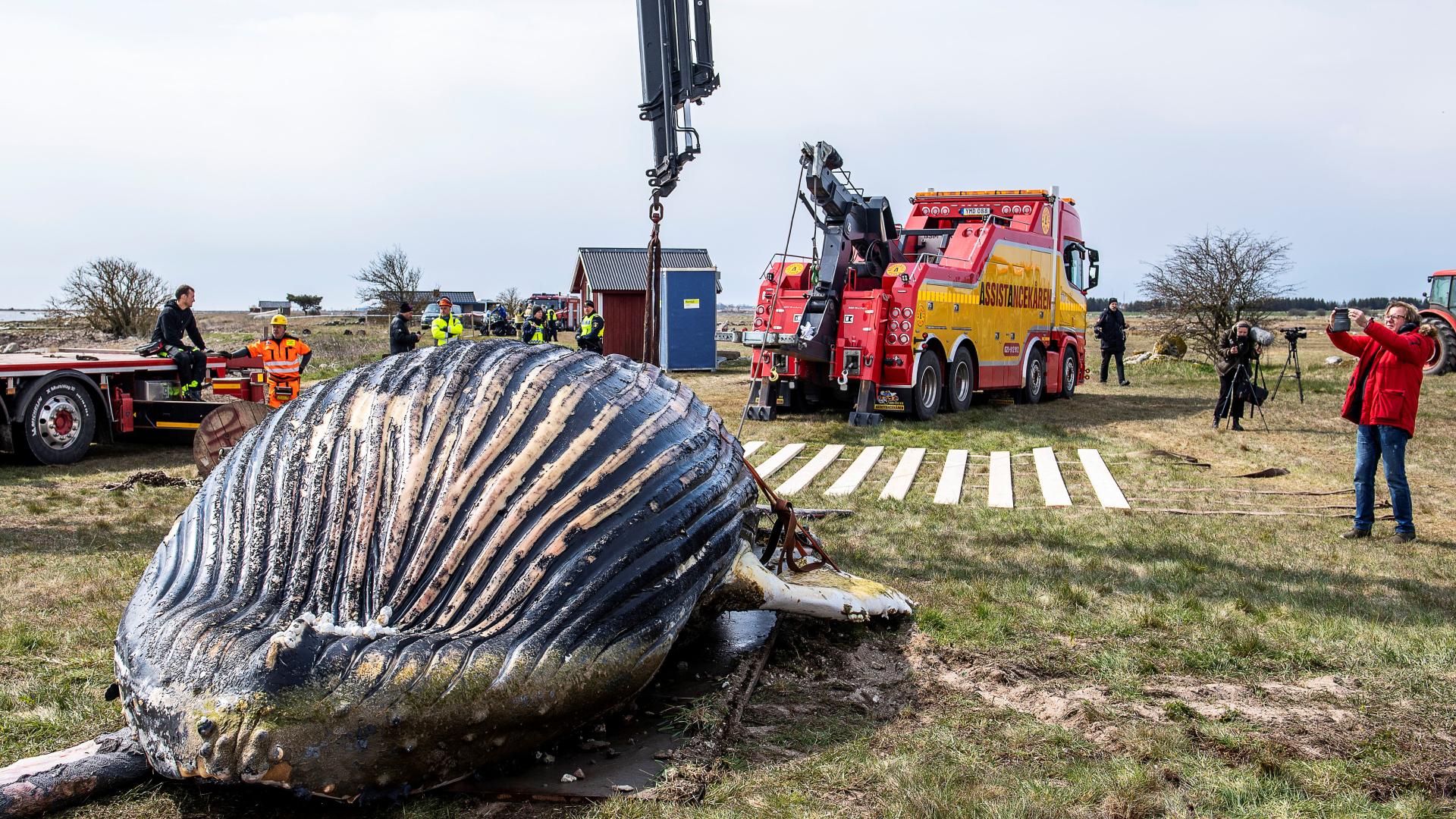 Authorities transport carcass of humpback whale - CGTN