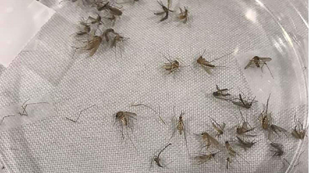 Genetically modified mosquitoes released in Florida - CGTN