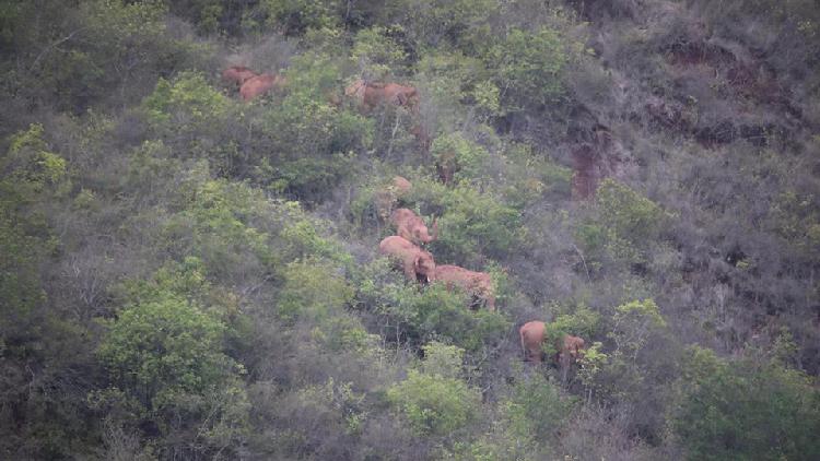 Migration of a herd of wild Asian elephants in Yunnan continues - CGTN