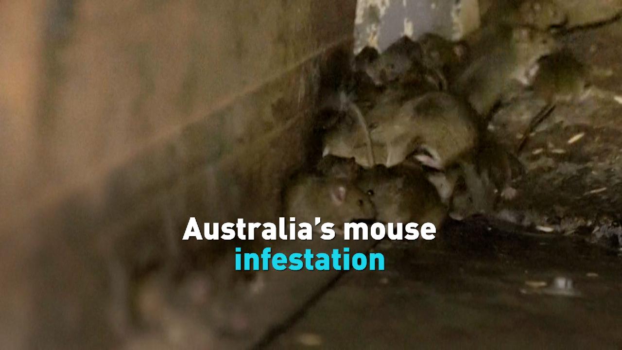 There’s a massive plague of mice descending on Australia right now - CGTN