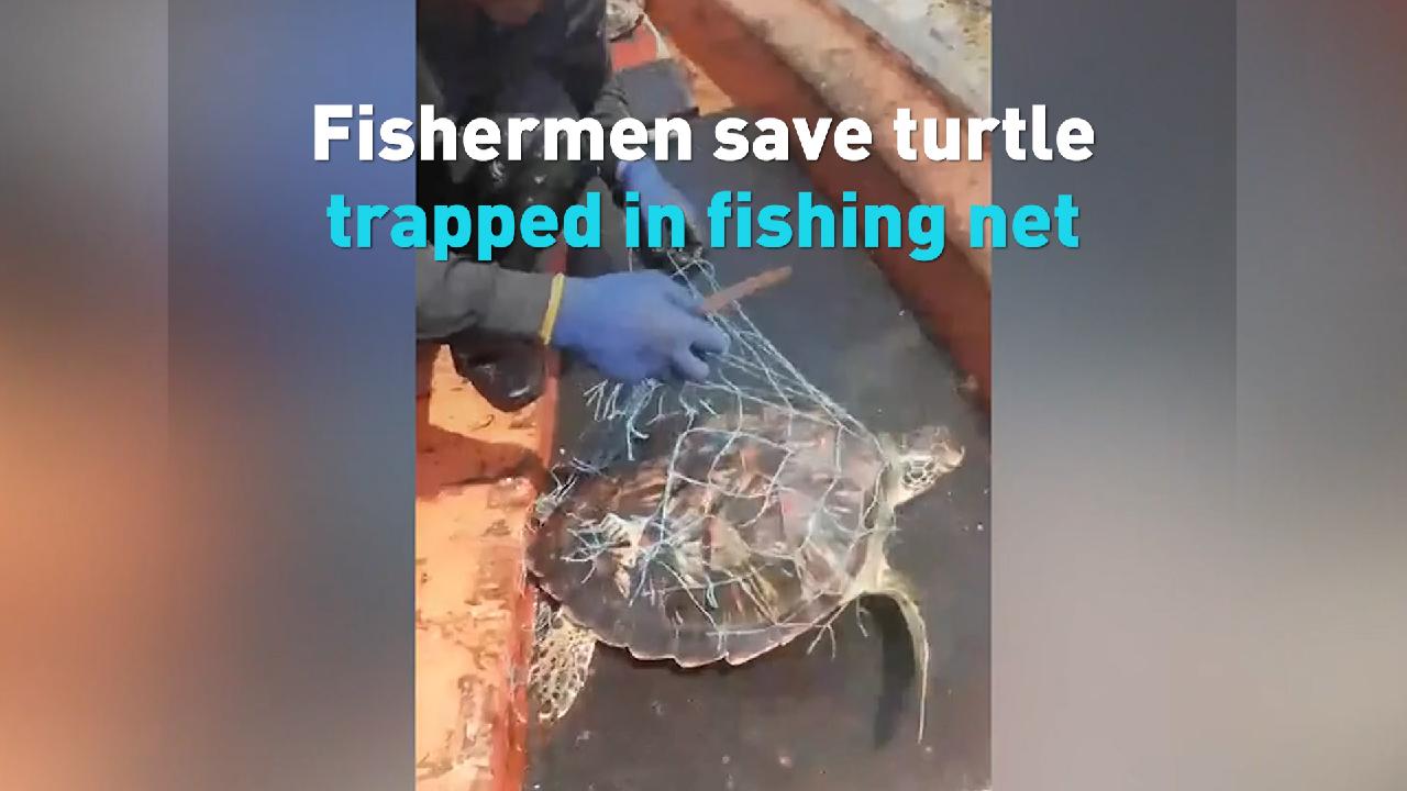 Fishermen save turtle trapped in fishing net - CGTN