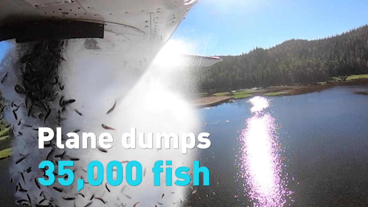 Watch as a plane dumps thousands of fish into a lake - CGTN