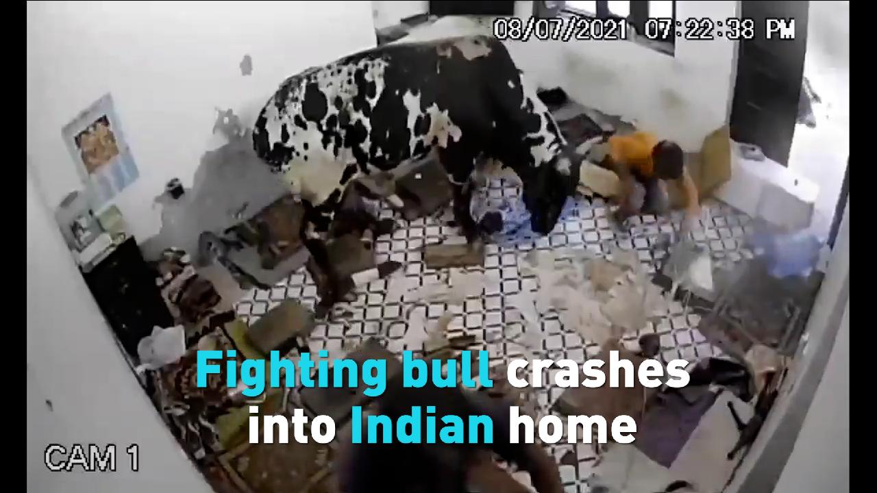 Watch this fighting bull crash into a house and injure four in India - CGTN