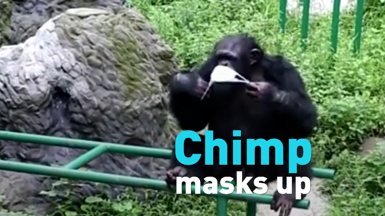 Smart chimp copies handlers by washing and masking up - CGTN