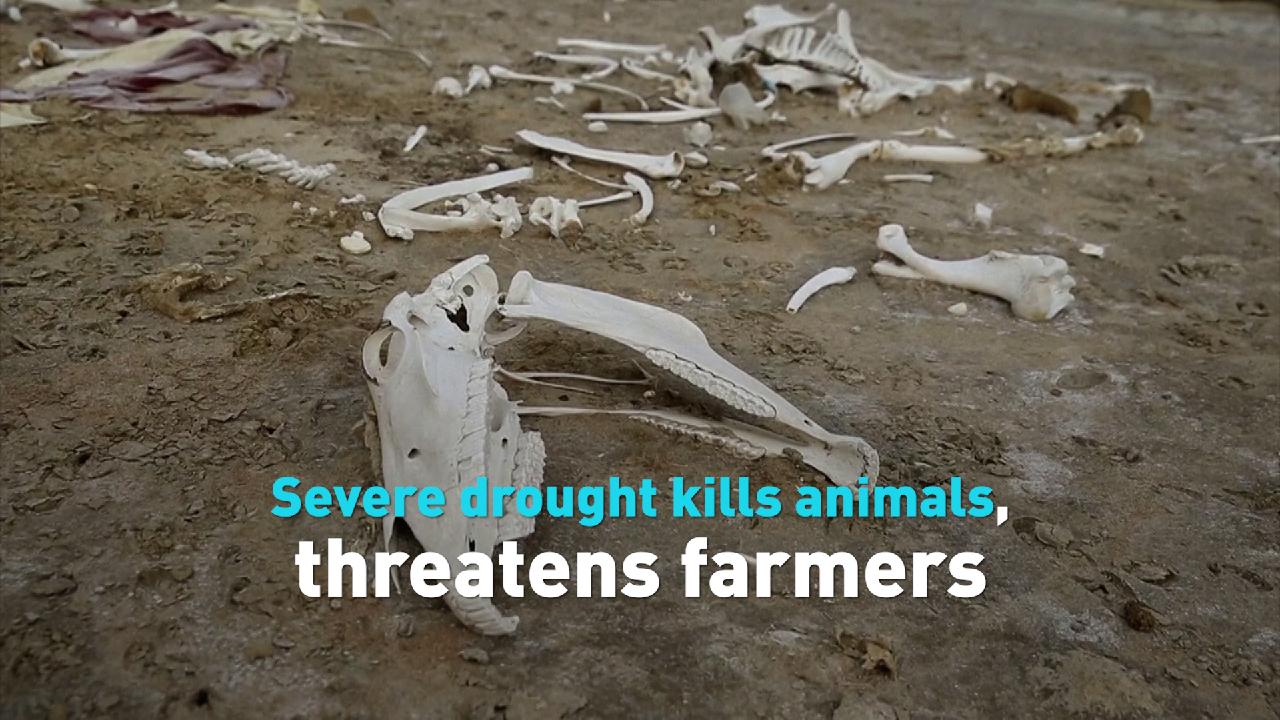 Severe drought kills animals, threatens farmers - CGTN