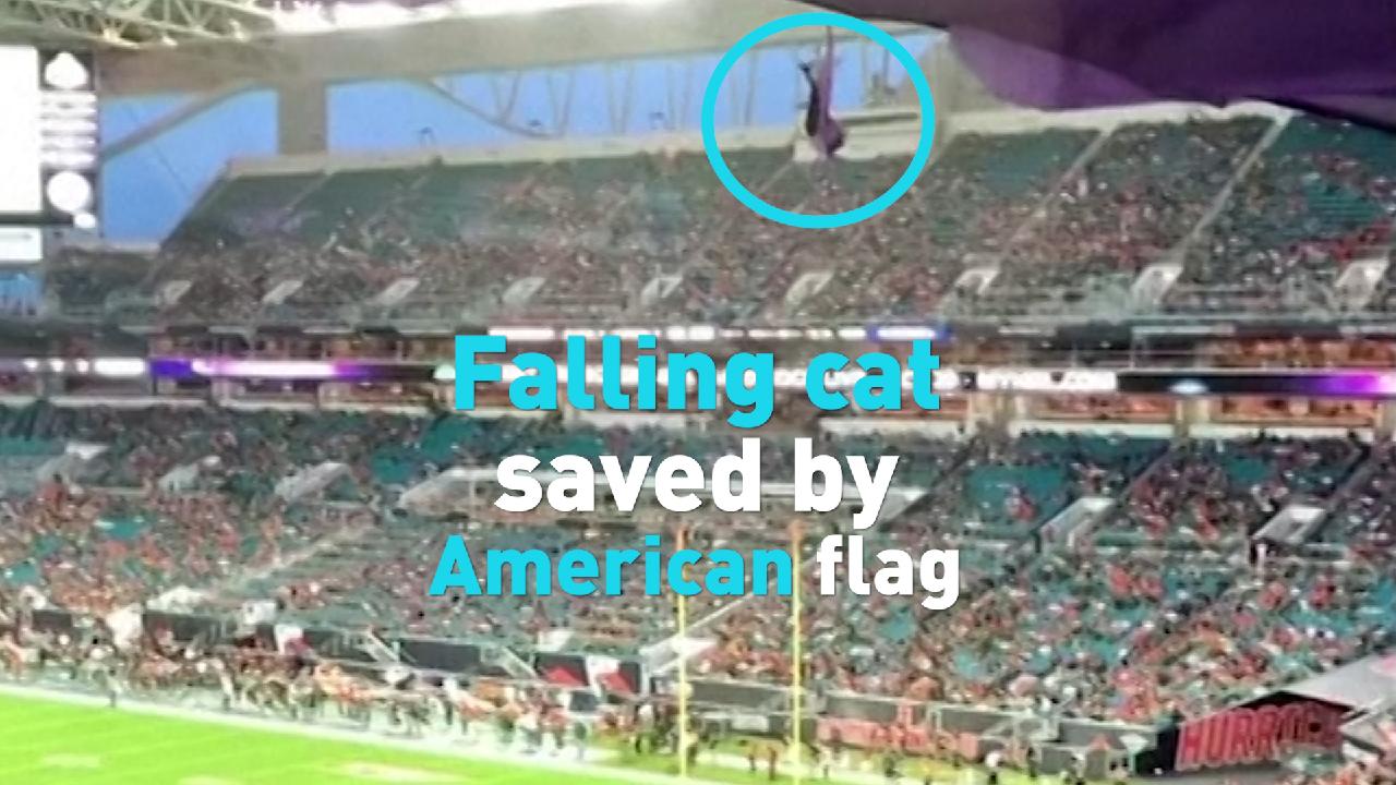 Cat falls from bleachers, caught with an American flag - CGTN