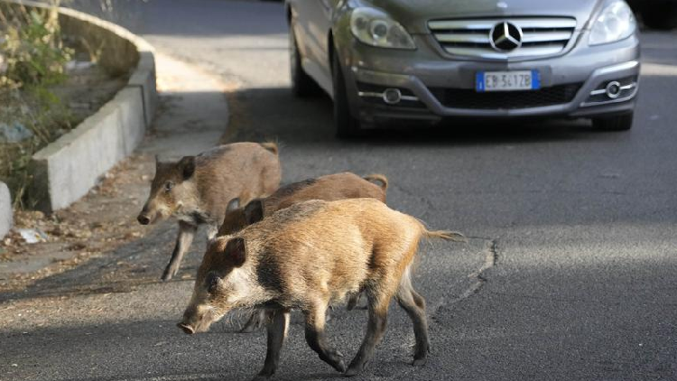 Bands of wild boars scavenge for food on streets of Rome - CGTN