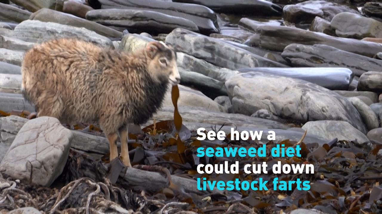 Sheep farts and climate change - CGTN