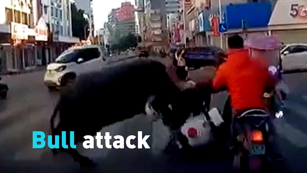 Escaped bull on a rampage in China hits motorcyclists and shops - CGTN