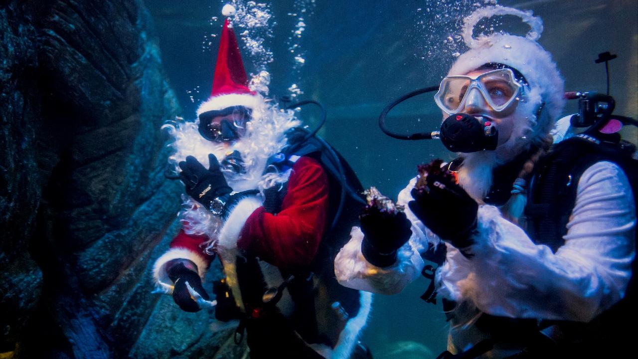 Munich aquarium gets its own saltwater Santa Claus - CGTN