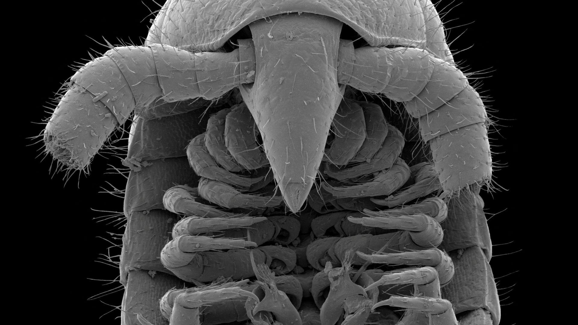 Newly discovered species of centipede has most legs of any creature - CGTN