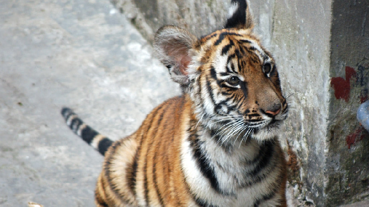 A look at the world's surviving tigers ahead of the Year of the Tiger ...