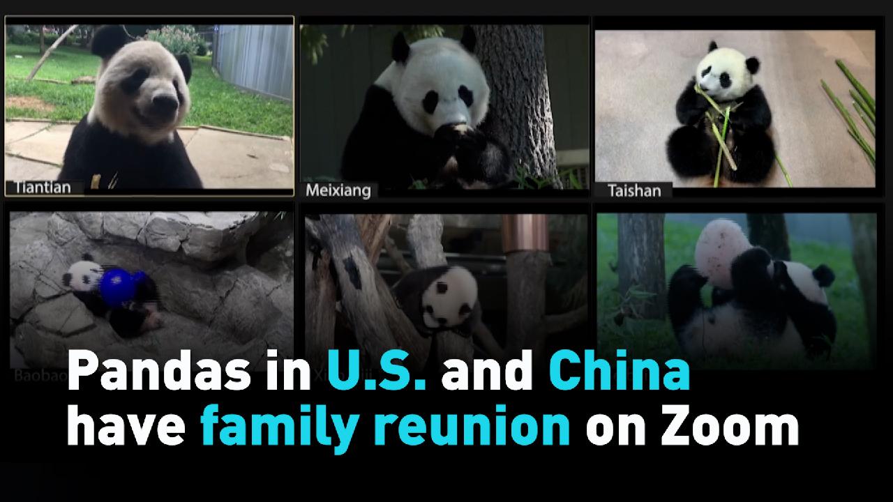 Pandas in U.S. and China have family reunion on Zoom - CGTN