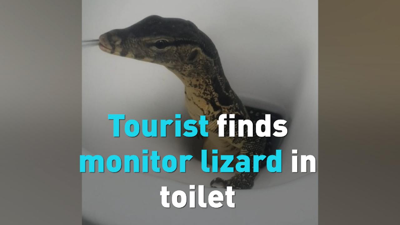 British tourist finds massive monitor lizard climbing out of toilet - CGTN
