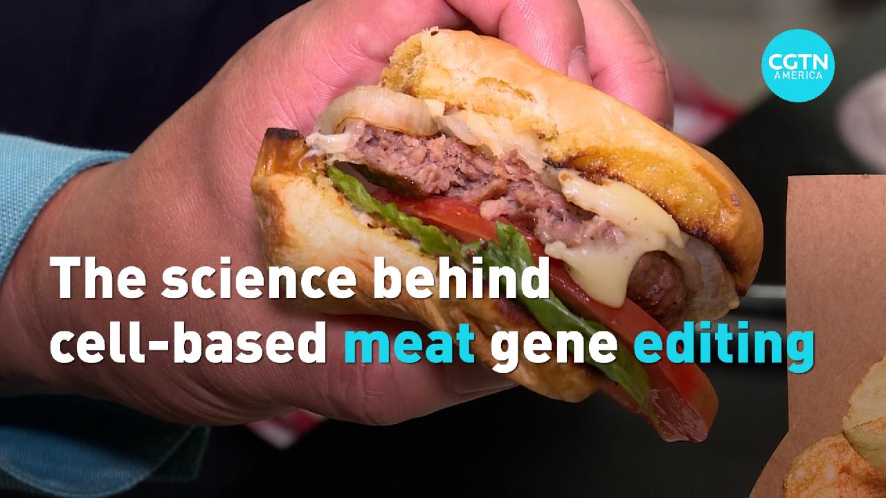 The science behind cell-based meat gene editing - CGTN