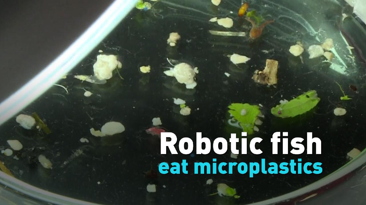 Robotic fish eat microplastics - CGTN