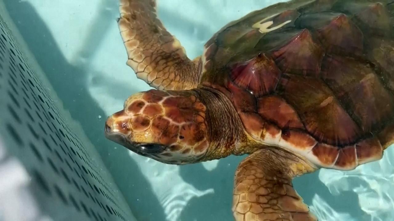 Climate change means more female sea turtles in Florida - CGTN