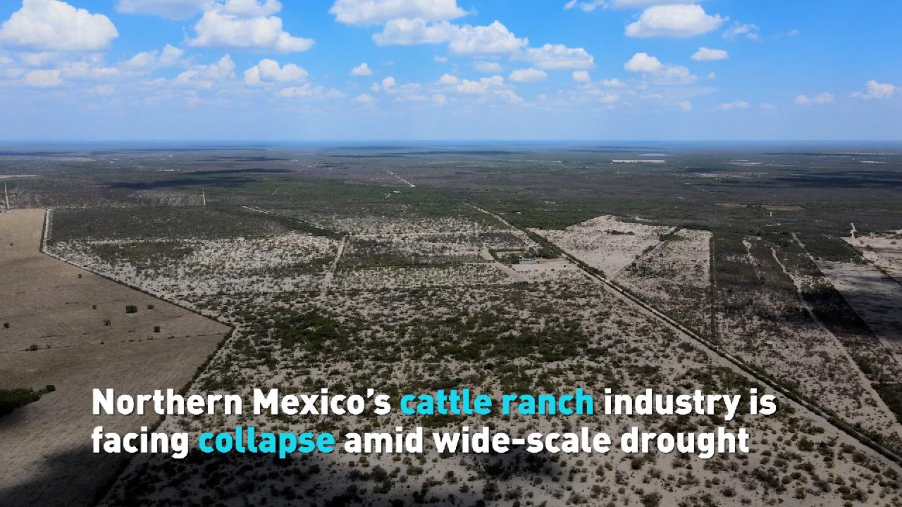 Northern Mexico's cattle ranching industry near collapse over drought ...