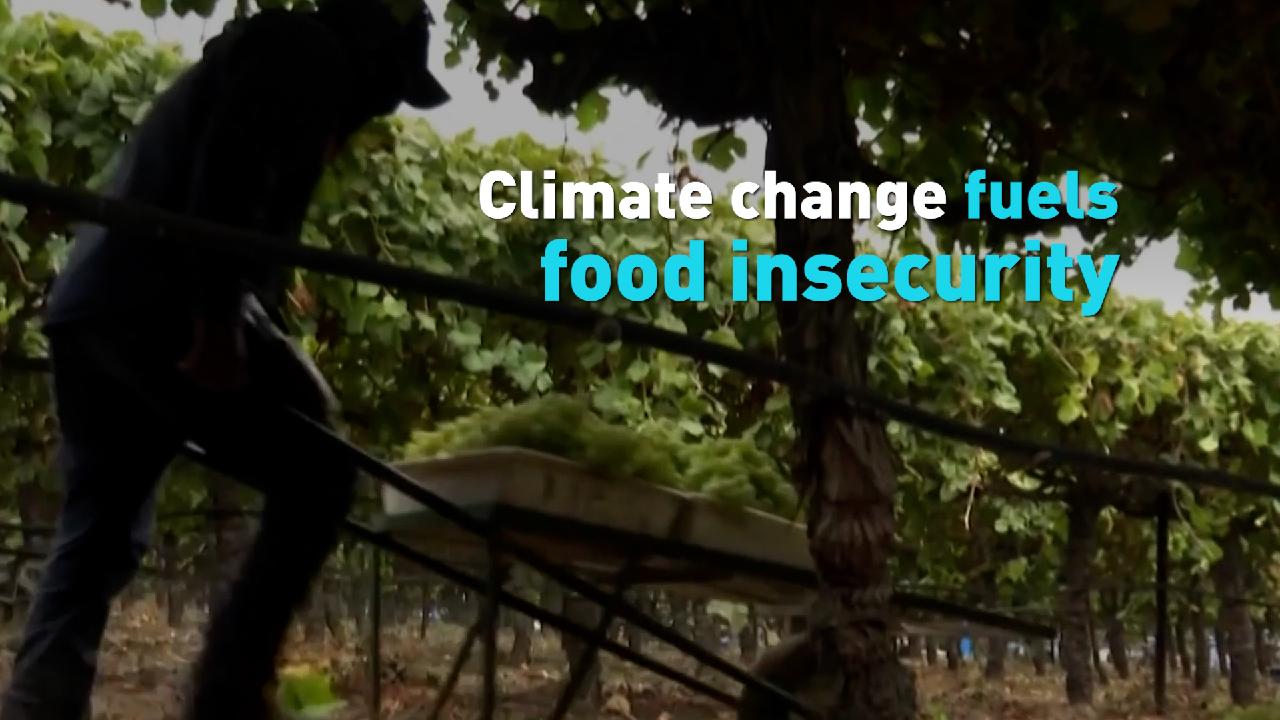 Climate change fuels food insecurity - CGTN