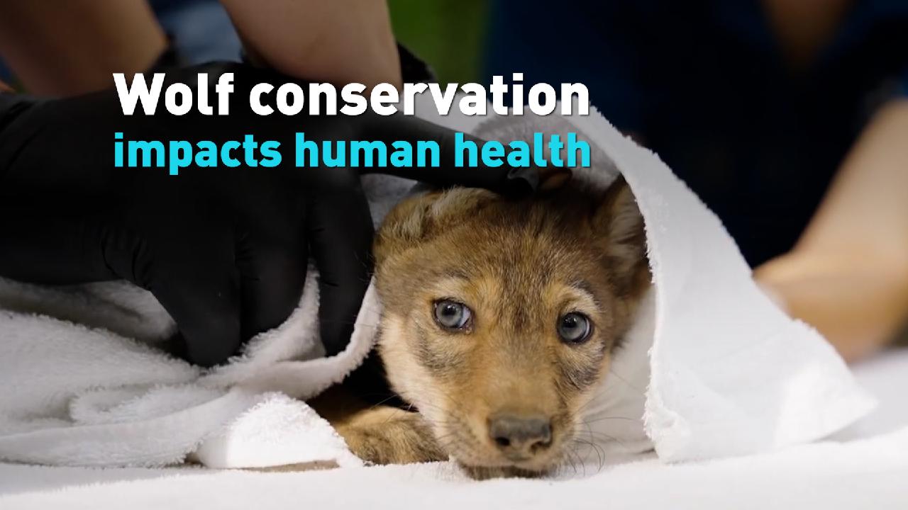 Wolf conservation impacts human health - CGTN