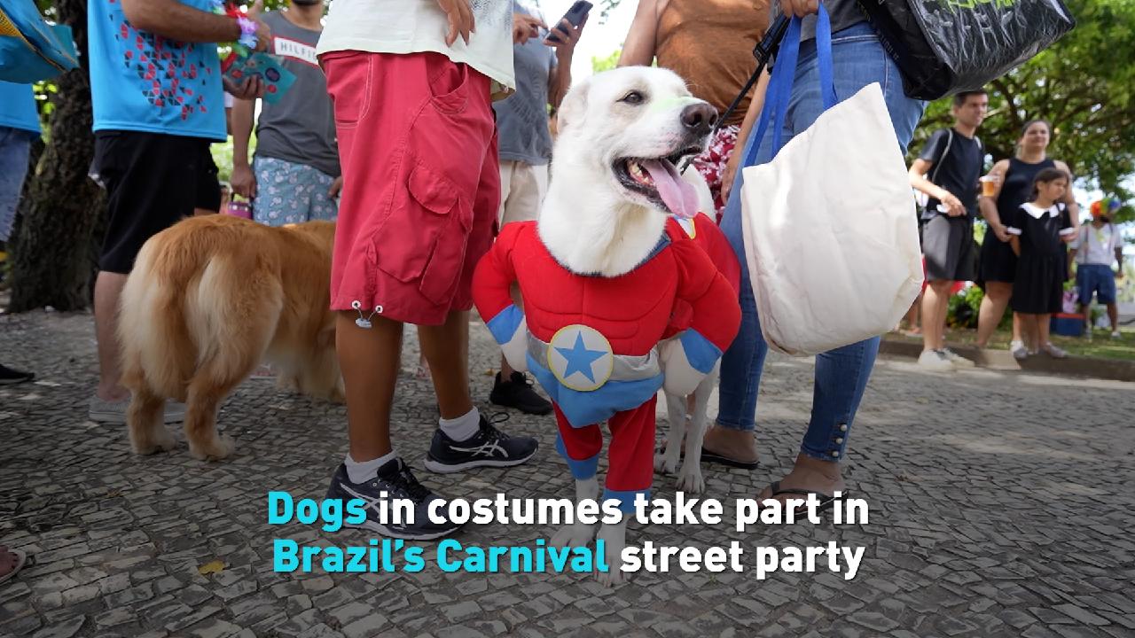 Dogs in costumes take part in Brazil’s Carnival street party - CGTN