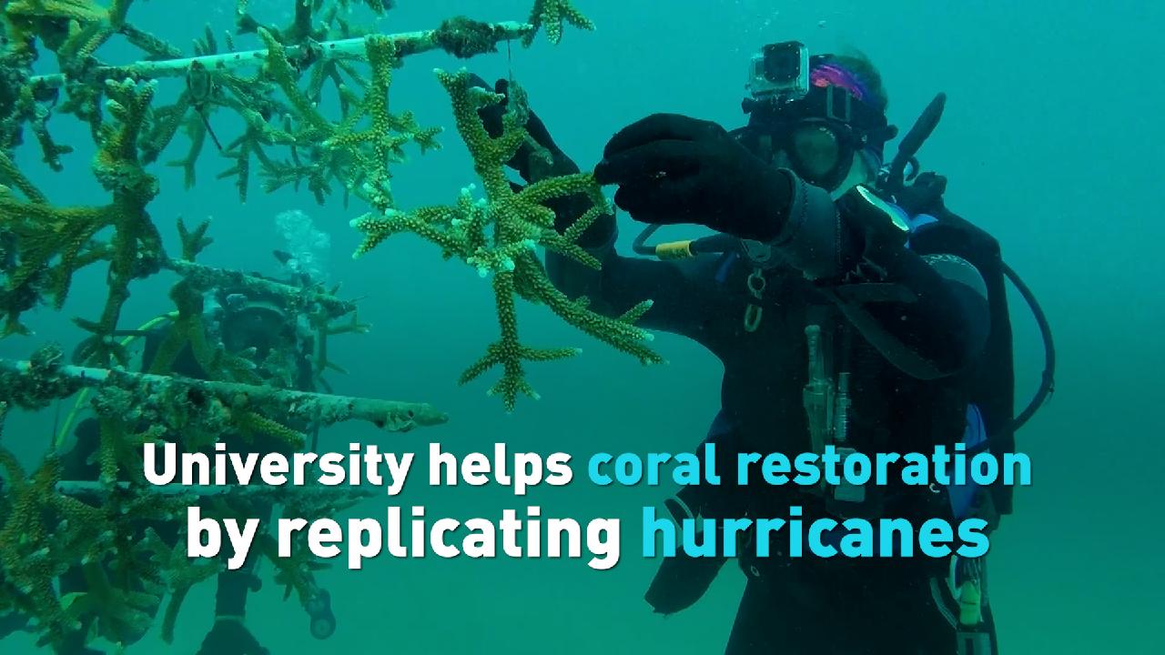 University helps coral restoration by replicating hurricanes - CGTN