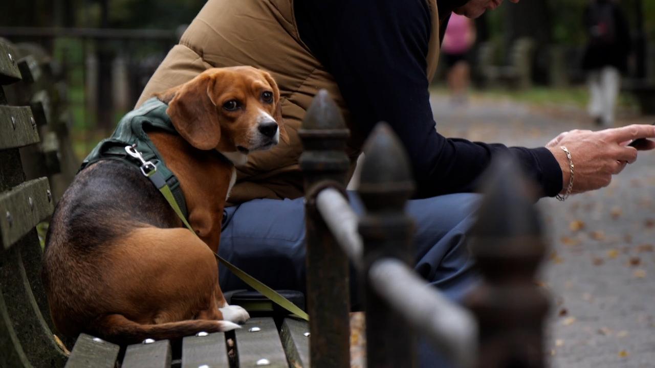 Inflation is impacting U.S. pet owners - CGTN