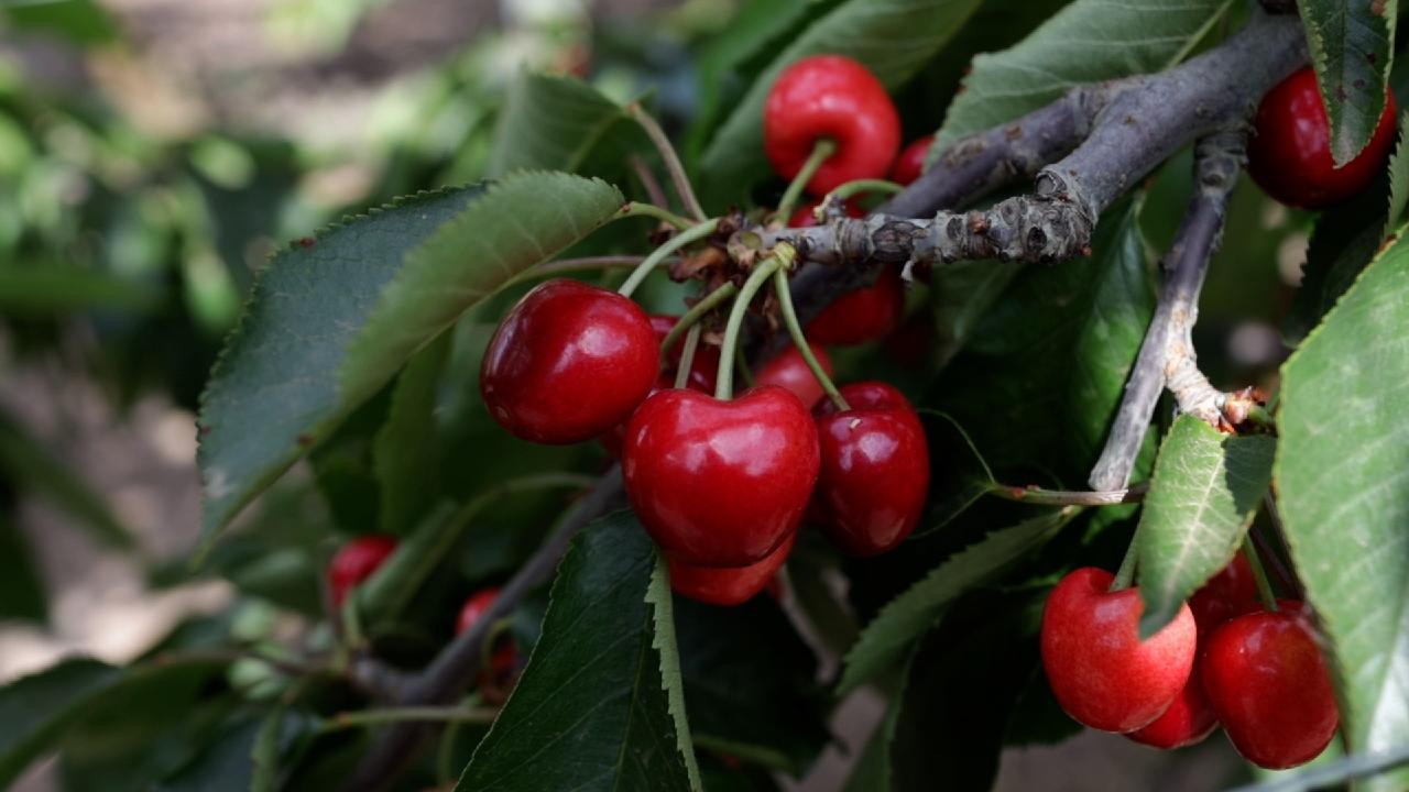 Chile exports 85% of its cherries to China - CGTN