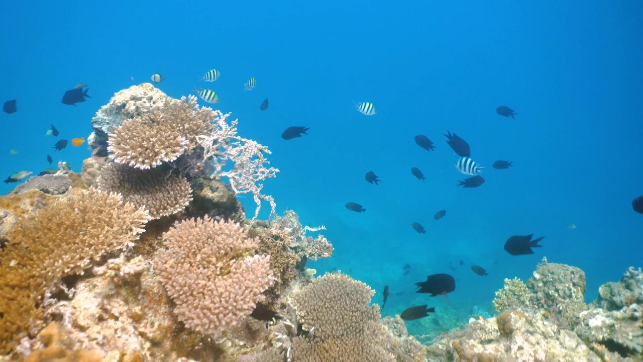 Climate change threatens coral reefs - CGTN