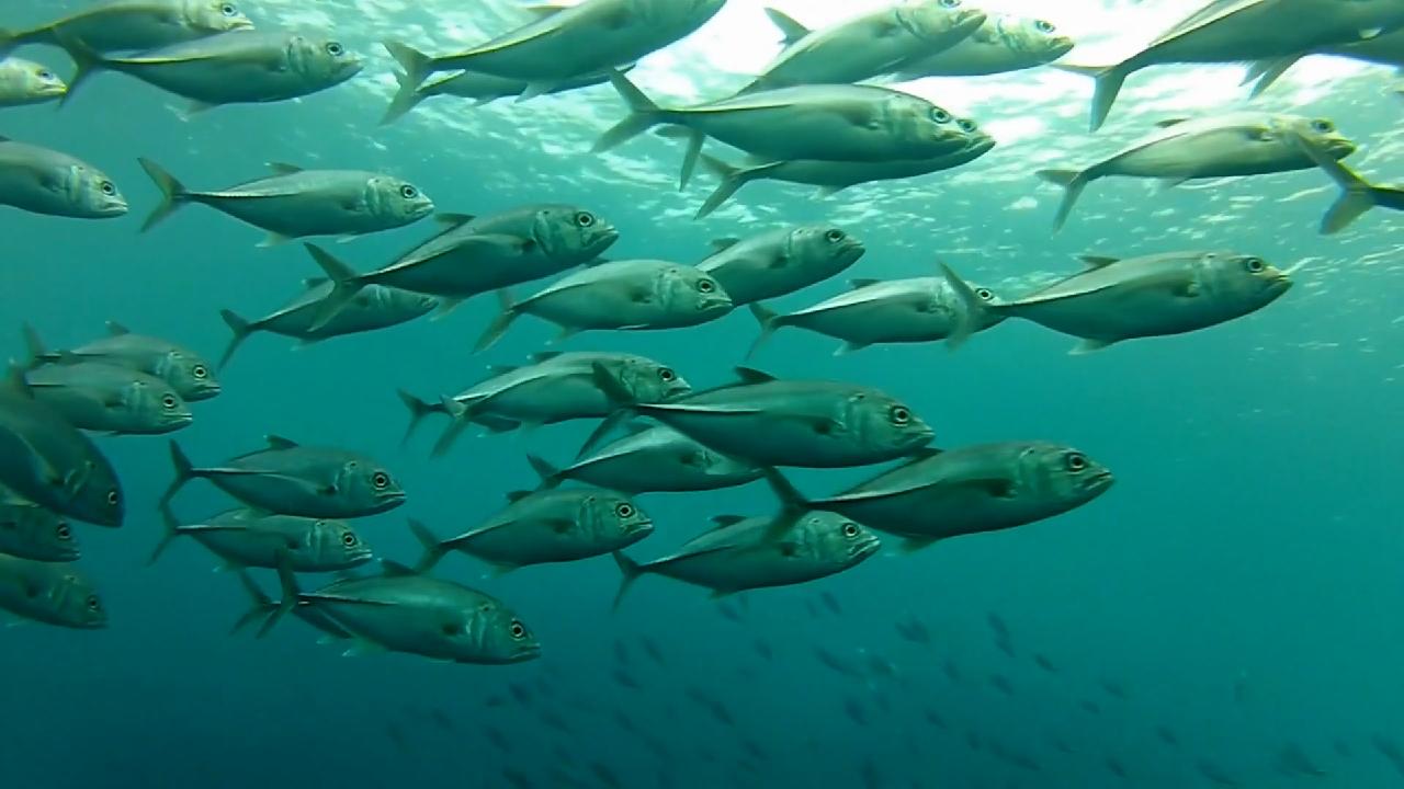 What are fish acoustics? - CGTN