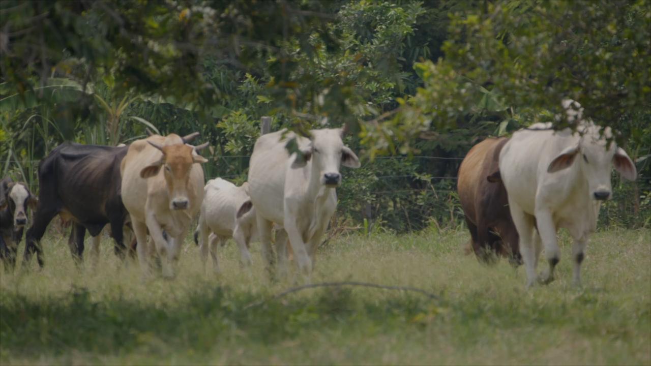 Colombian farm promotes sustainable ranching ahead of COP16 - CGTN