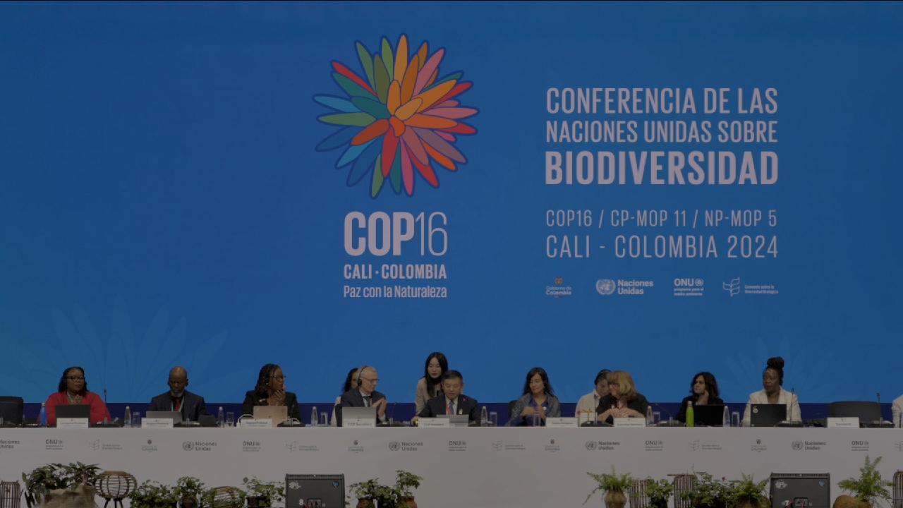 UN COP16 Biodiversity Conference opens in Colombia - CGTN
