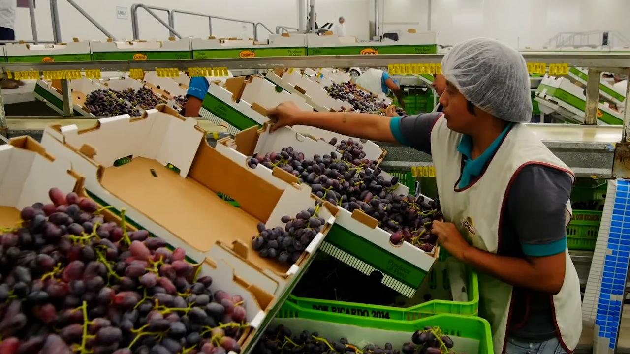 Peru's table grapes expand in Chinese market - CGTN