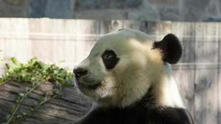 Bye Bye Bei Bei: Beloved panda leaves DC for China - CGTN